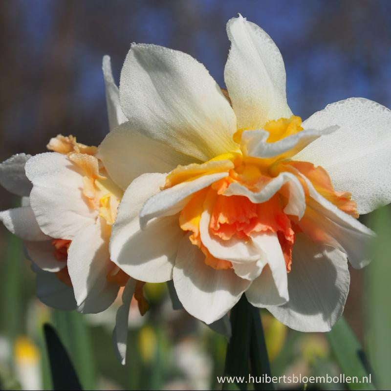 Narcissus Replete 10 st. BIO – PuurBio - Biologische Bloembollen
