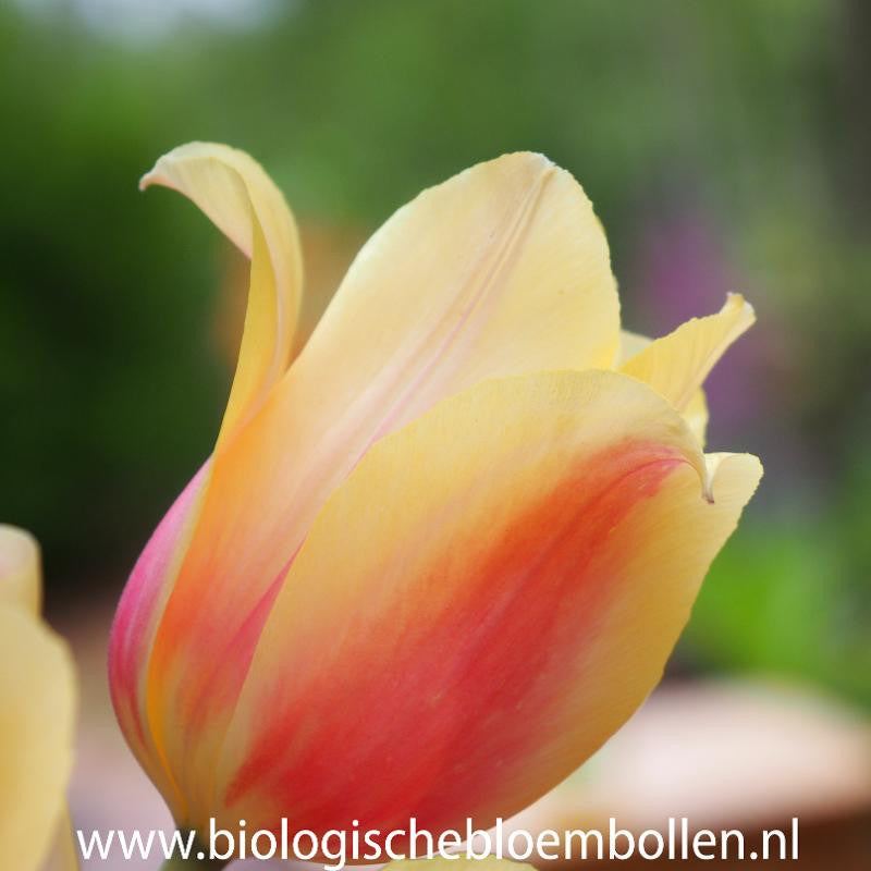Tulipa Blushing Lady 10 st. BIO – PuurBio - Biologische Bloembollen