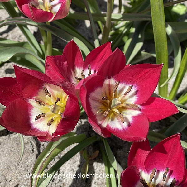 BIO Tulipa Tiny Timo – PuurBio - Biologische Bloembollen